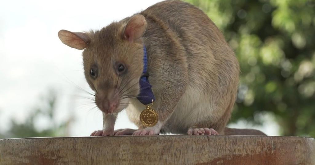 Meet Magawa the Landmine-Detecting Rat Who Just Won a Medal for Bravery