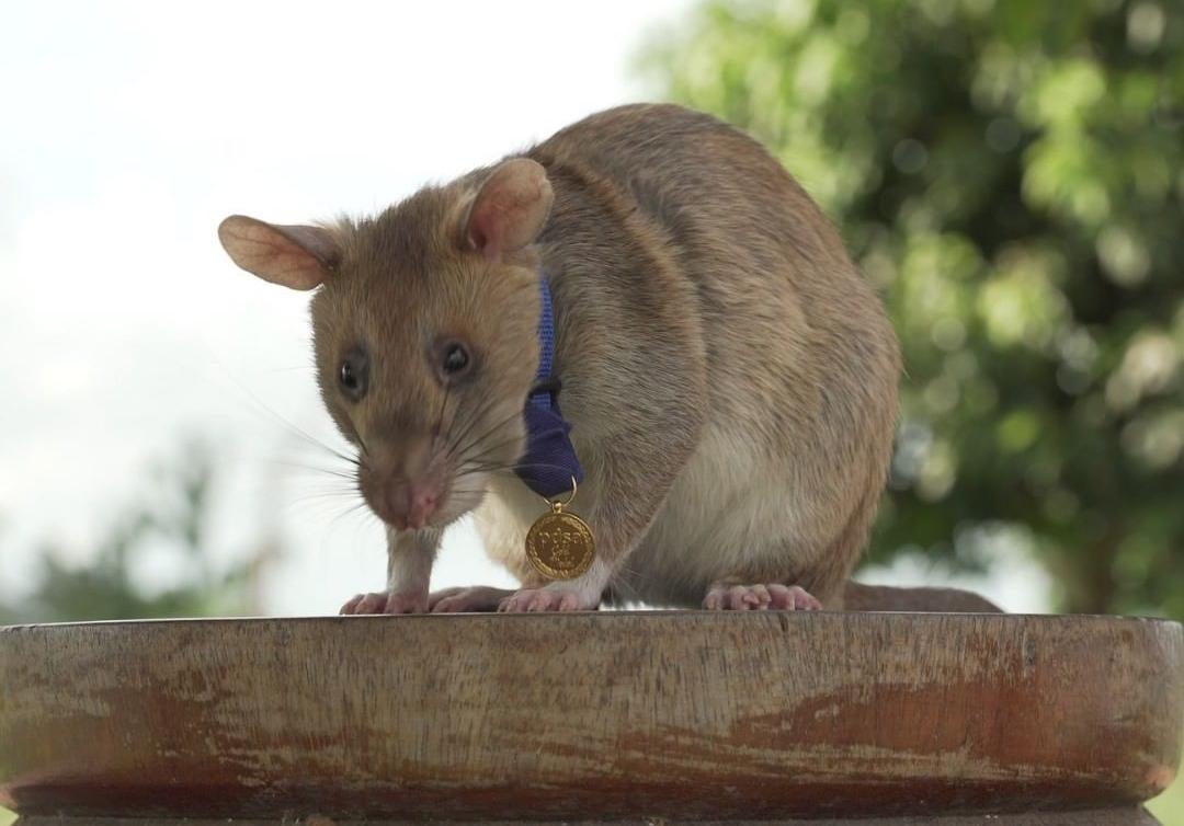 Meet Magawa the Landmine-Detecting Rat Who Just Won a Medal for Bravery