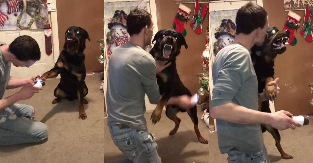 Why Does Bear Growl at Ryan? — The TikTok Video, Explained