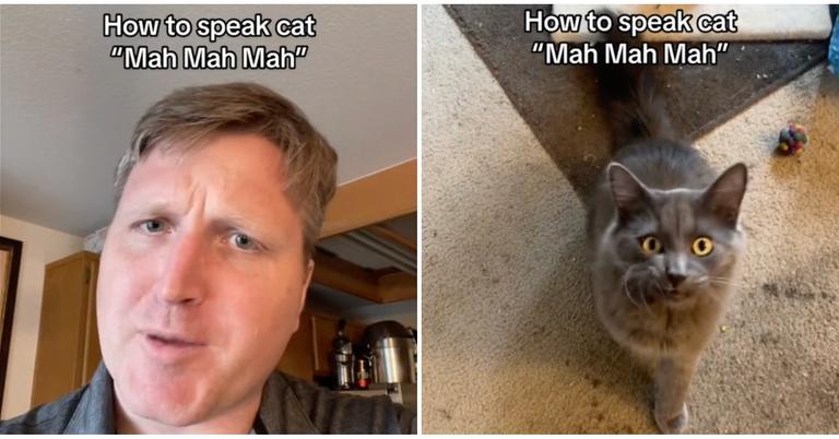 Man Claims You Can Communicate With Cats by Making These Sounds