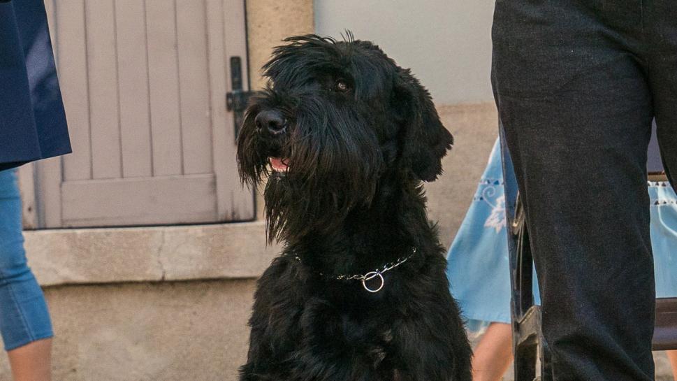 What Happened to Tank on ‘FBI: International’? The Dog Is in Danger