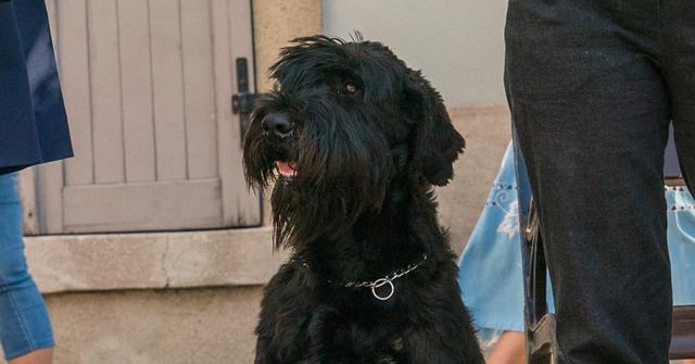 What Happened to Tank on ‘FBI: International’? The Dog Is in Danger