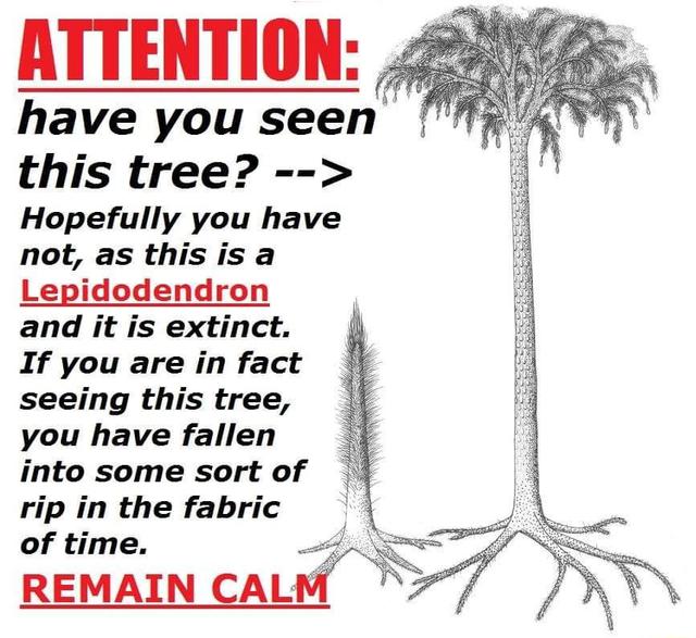 What Is a Lepidodendron Tree? The Meme, Explained