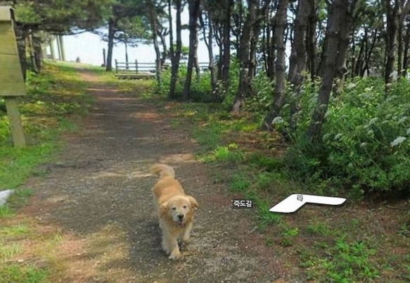 Golden Retriever Appears in Over 1,000 Google Snap Photos