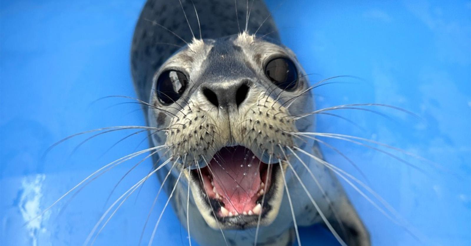 Who Is Biscuits the Seal? The Internet's New Favorite Baby