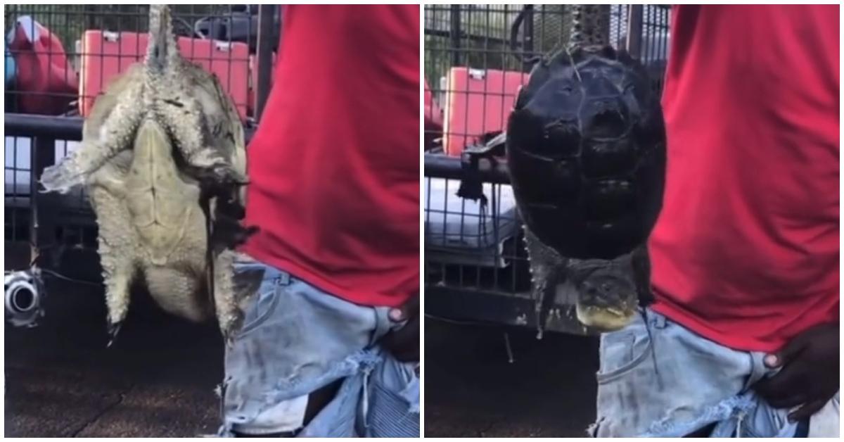 Original "My Lord! A Snappin' Turla" Video Explained