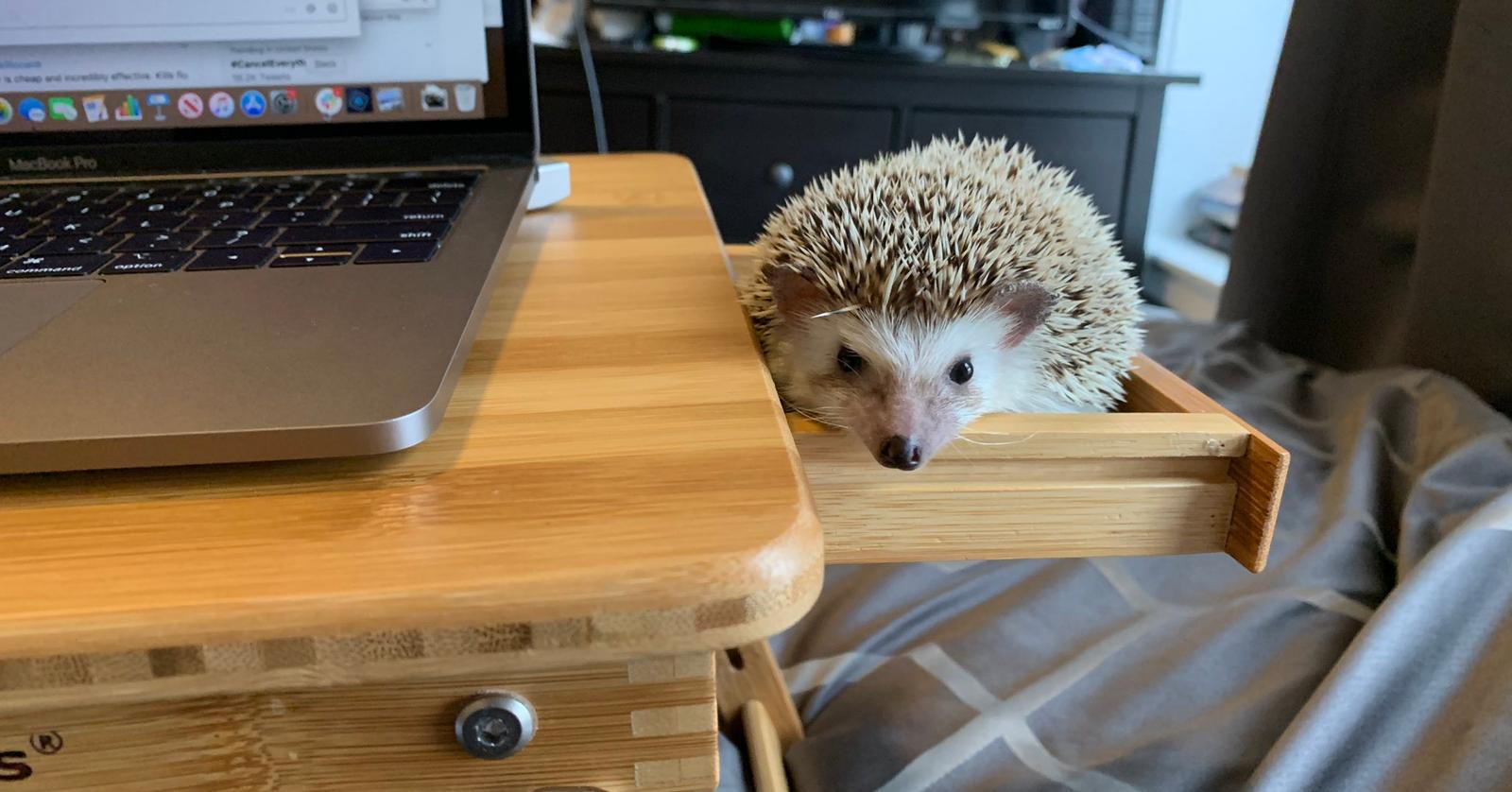 20 Adorable Pet Coworkers Who Are Making the Work-From-Home Quarantine ...