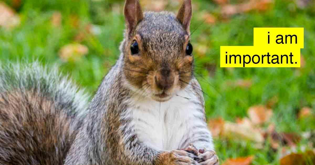 Woman's "Emotional Support Squirrel" Holds up Her Flight for Two Hours