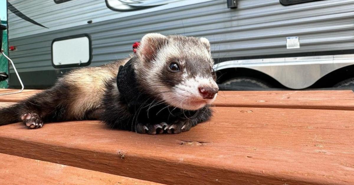 Man's Roommate Lied About Owning 10 Ferrets, So He Moved Out