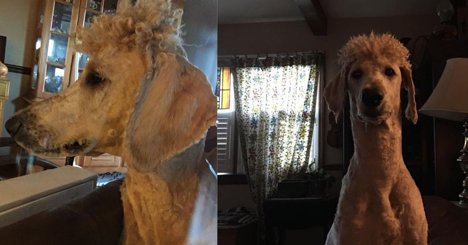 This Poor Dog Got One of the Worst Haircuts We've Ever Seen