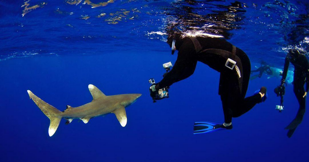 Dr. Austin Gallagher Is Known as the Tiger Shark King — Here’s Why