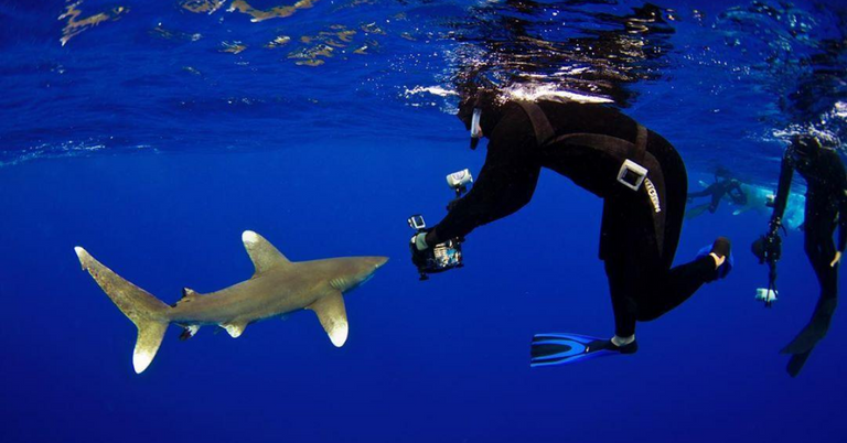 Dr. Austin Gallagher Is Known as the Tiger Shark King — Here’s Why