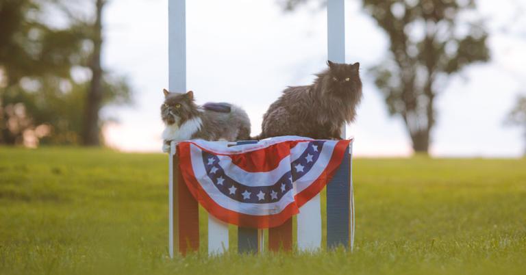 Which U.S. Presidents Have Had Cats in the White House?
