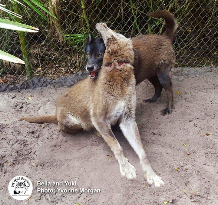 Enormous Wolfdog Rescued by Sanctuary After Being Dropped at Kill Shelter