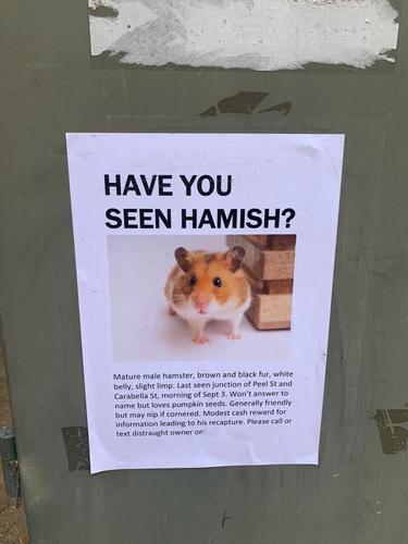 Lost Hamster Posters Detail a Dramatic Hamster Journey