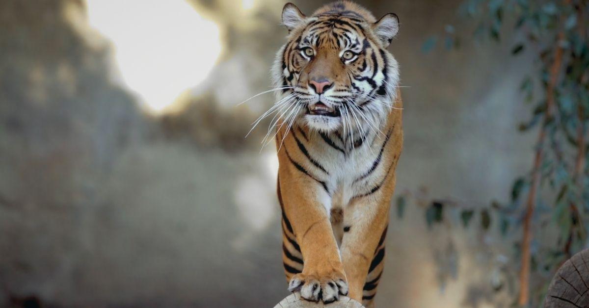 'Tiger King's' Tim Stark Has Lost Everything Since Season 2 Wrapped