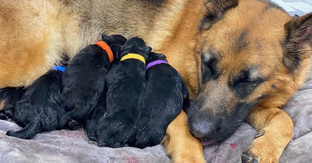 Ben Roethlisberger's Family: Details on Steelers QB’s Personal Life