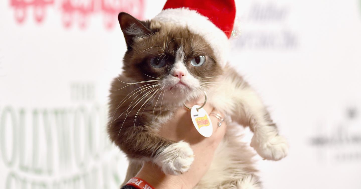 Grumpy Cat Dead At Age Seven, Tributes and Memes Flood In For Beloved Cat
