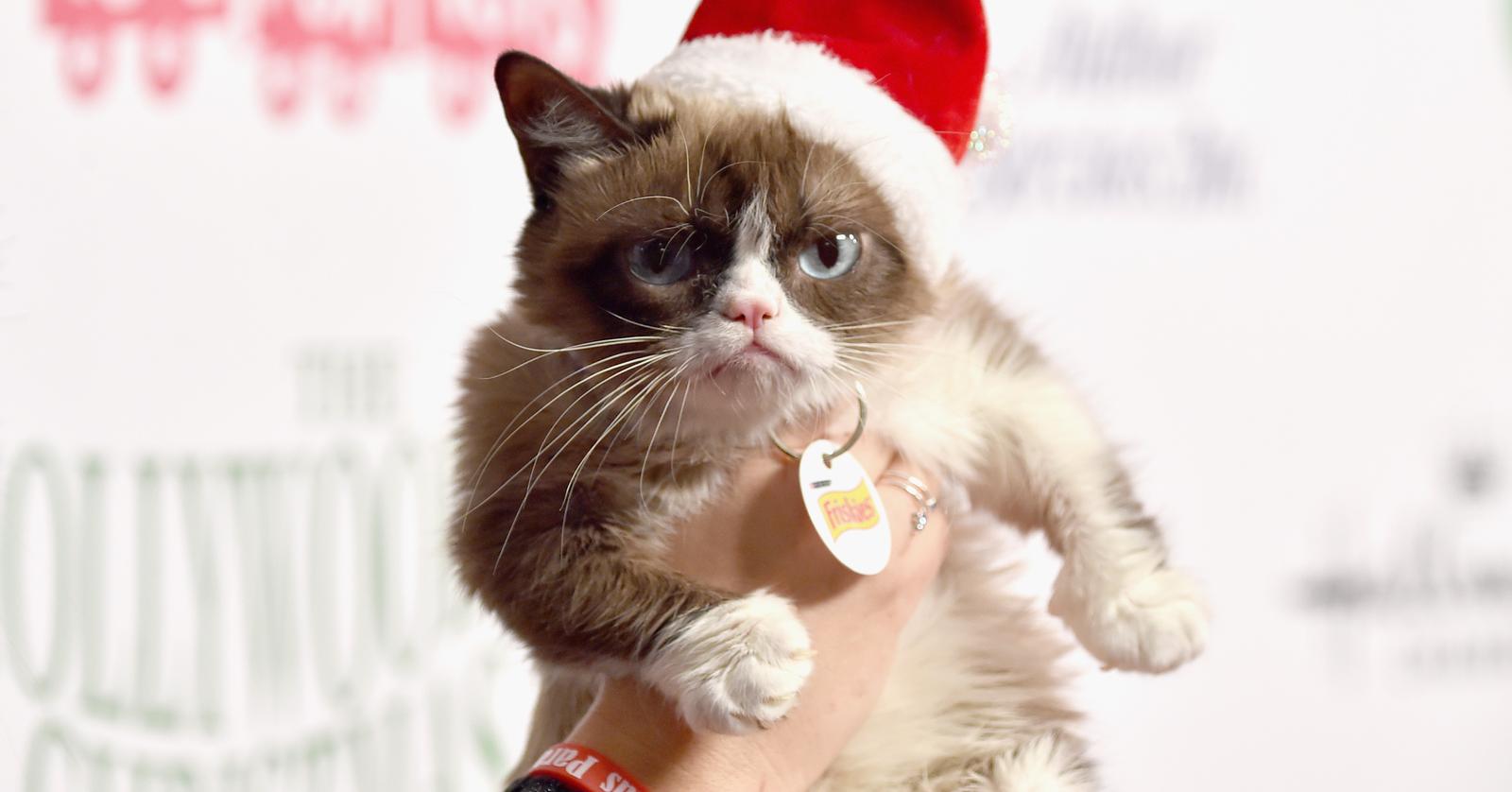 Grumpy Cat Dead At Age Seven, Tributes and Memes Flood In For Beloved Cat
