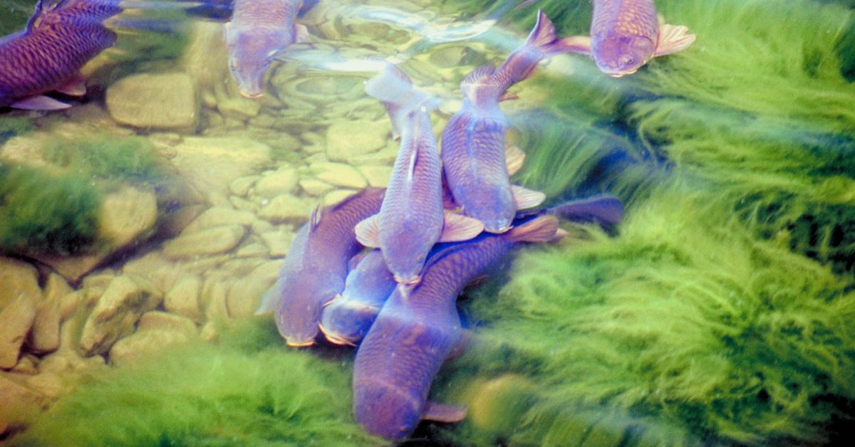 Where Did the Term “Catfish” Come From? A Look at Its Origins