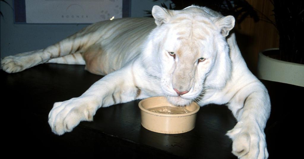 What Happened to Montecore? The 400-Pound Tiger Mauled Roy Horn