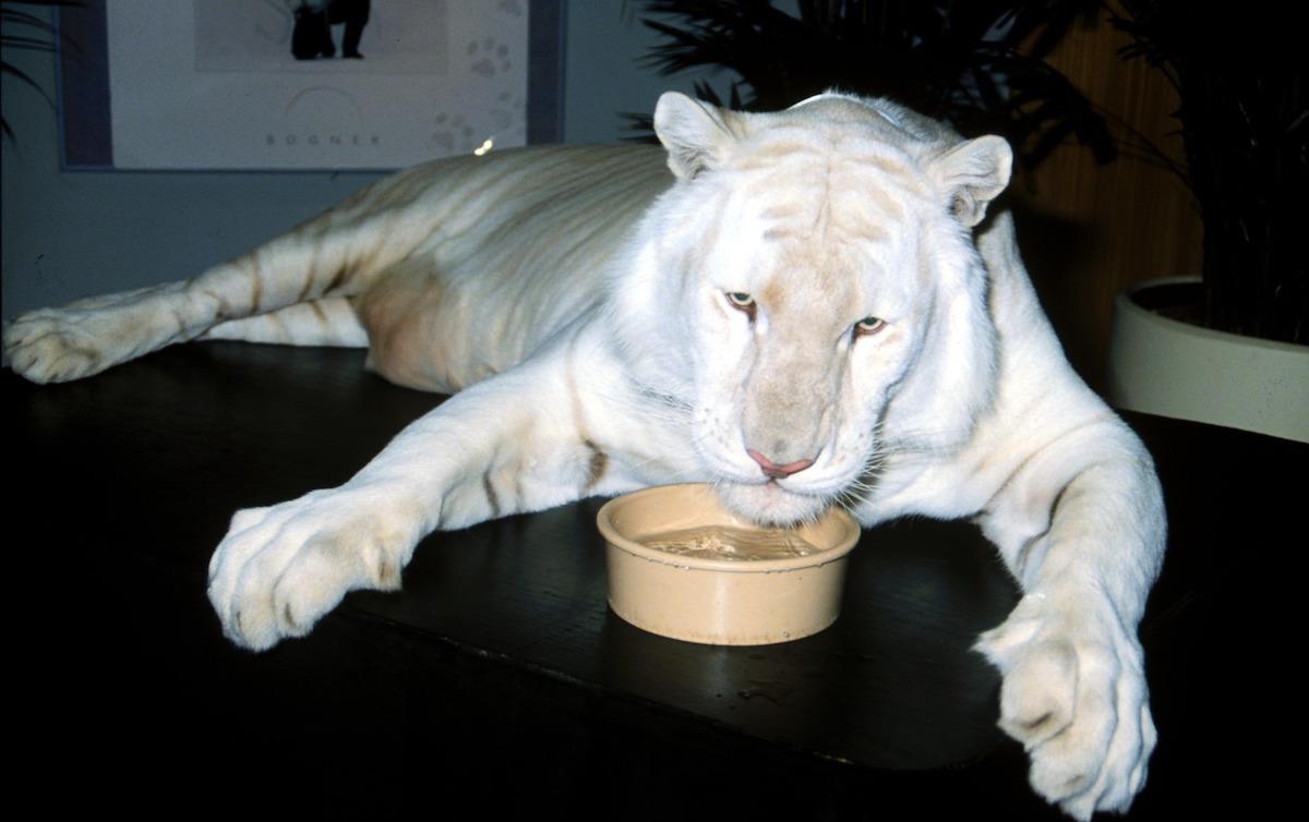 What Happened to Montecore? The 400-Pound Tiger Mauled Roy Horn