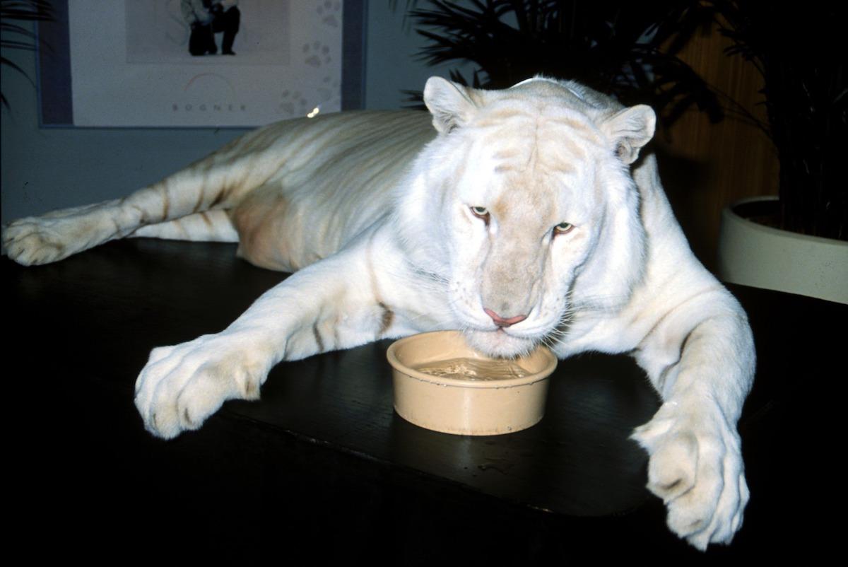 What Happened to Montecore? The 400-Pound Tiger Mauled Roy Horn