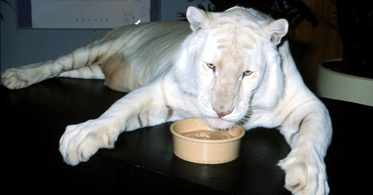 What Happened to Montecore? The 400-Pound Tiger Mauled Roy Horn