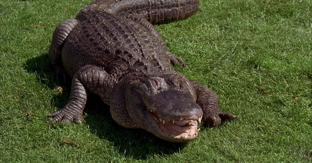 Remembering the Happy Gilmore Stars Who Have Passed Away