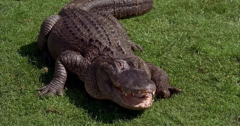 Remembering the Happy Gilmore Stars Who Have Passed Away