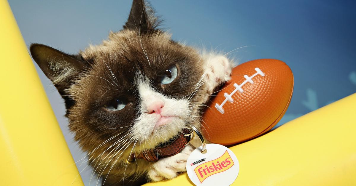 Grumpy Cat Dead At Age Seven, Tributes and Memes Flood In For Beloved Cat