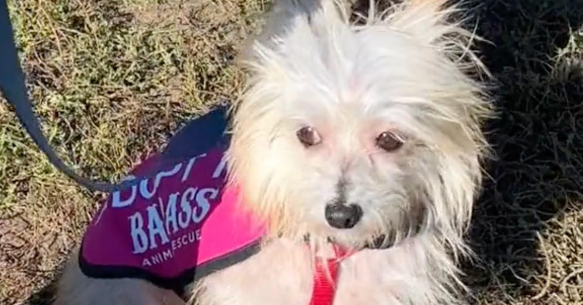 Bob the Dog on TikTok: A Scruffy Mutt Has Stolen Our Hearts