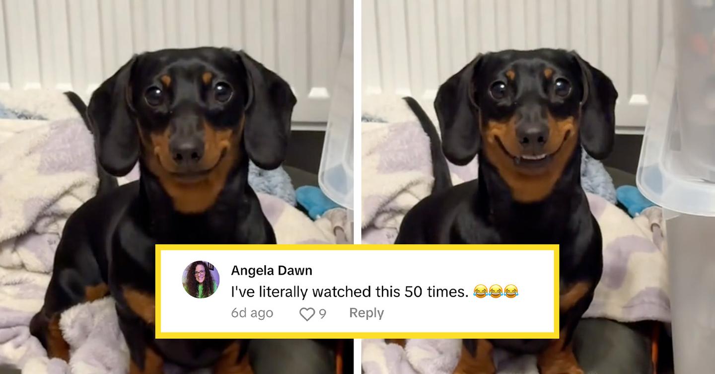 TikTok Is Obsessed With This Smiling Dachshund Dog