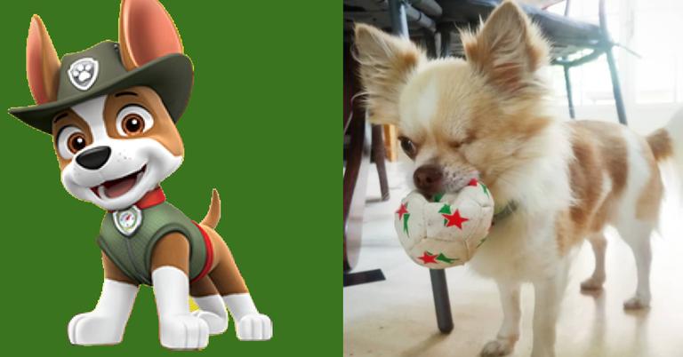 What Are the Dog Breeds on ‘Paw Patrol’? Here's What We Know