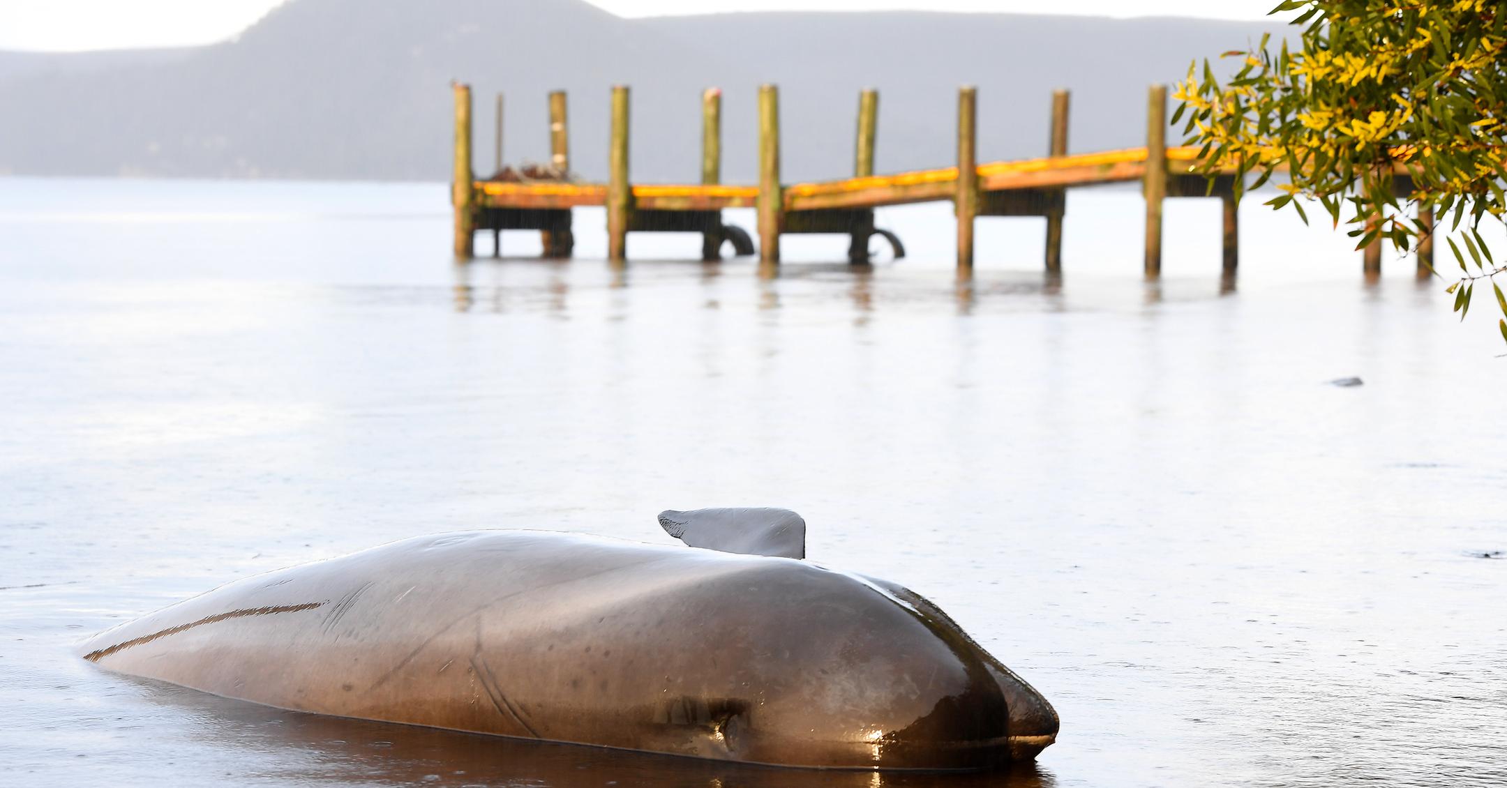 Why Do Whales Explode After They Die? It May Not Be What You Think