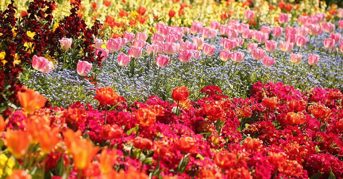 Is the Himalayan Monkey Flower Real? Picture Has Gone Viral