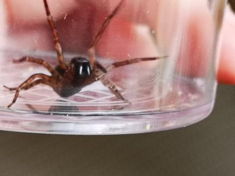 Giant Hand-Sized Spiders Are Invading UK Homes By the Thousands